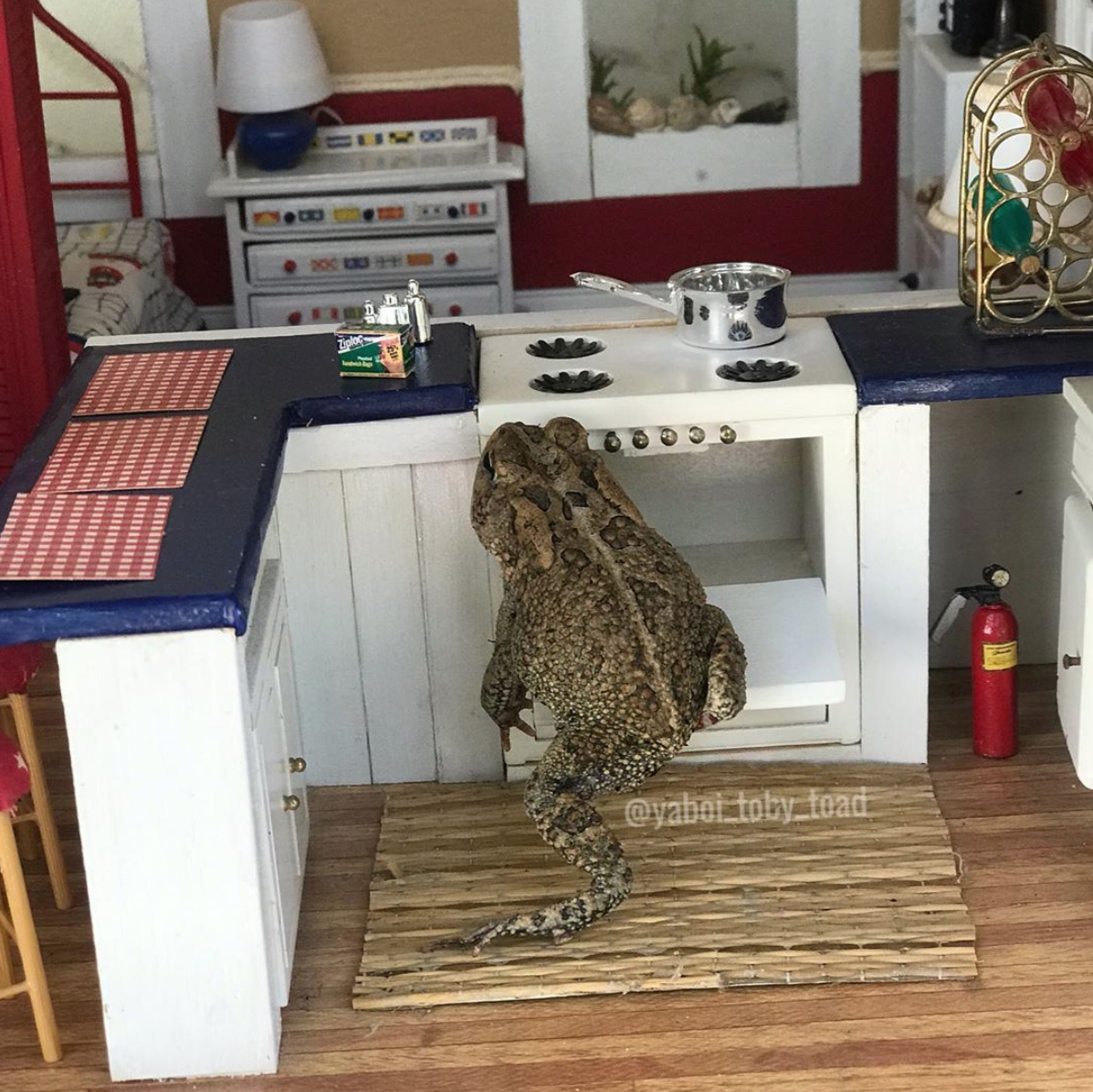 Meet Toby Toad, Instagram’s Most Unique Rising Influencer – Double Talk ...